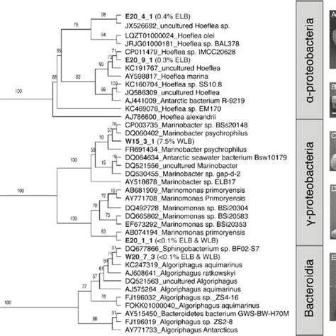 A Maximum Likelihood Tree Illustrating The Phylogenetic Relationships