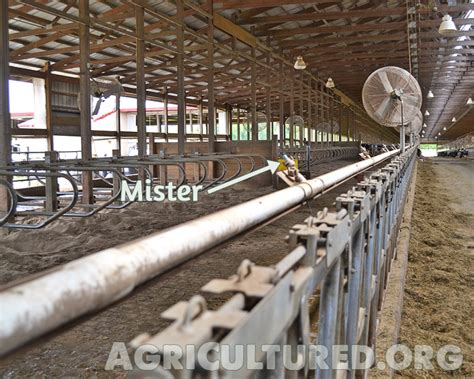 Dairy Cow Housing