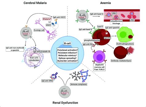 Schematic Representation Of Self Reactive Antibodies And Their
