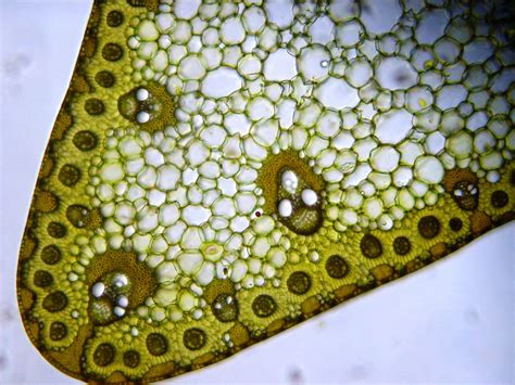 Micro tincion vegetal TEÑIDO DE CORTES VEGETALES FACILITADO POR EL ISOPROPANOL