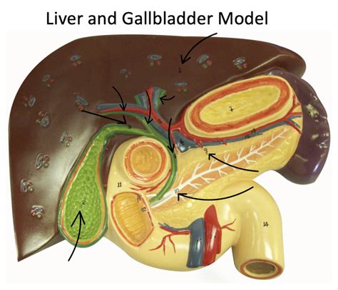 Liver And Gallbladder Model Labeled Diagram Quizlet
