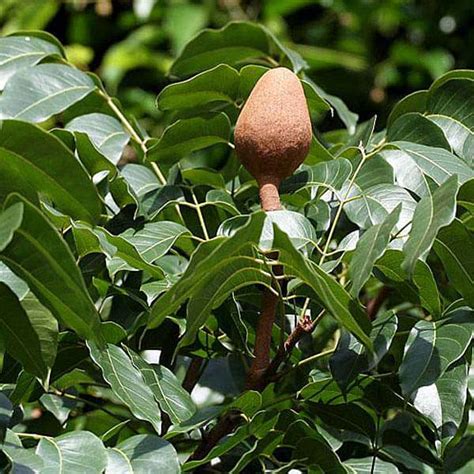 Buy Swietenia Macrophylla Big Leaf Mahogany 0 5 Kg Seeds Online From