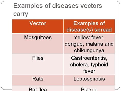 Role Of Vectors Lesson 4 Unit Diseases Mrs