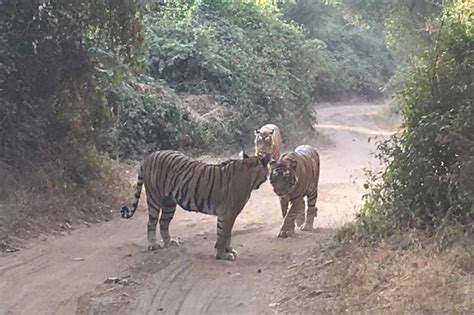Best Tiger Safari In Ranthambore Wildlife Safari In Ranthambore