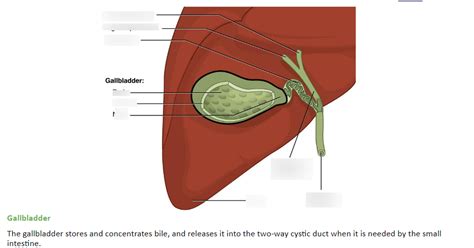 Gallbladder Diagram Diagram Quizlet