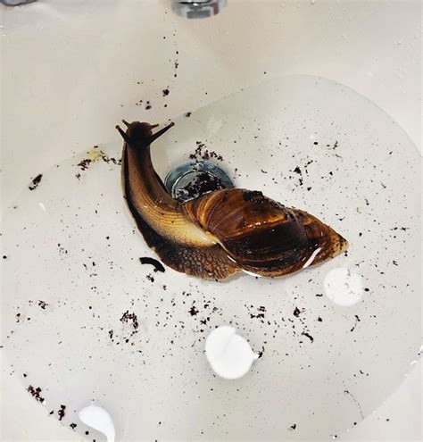 금와달팽이 키우기 5살 애완용 달팽이 겨울잠 깨우기 네이버 블로그