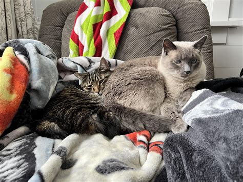 Our Two Kitty Cats Rpics