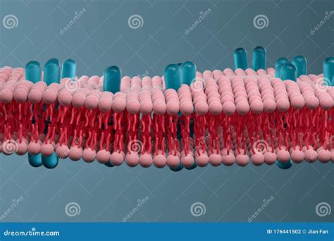 Cell Membrane And Biology Biological Concept 3d Rendering Stock