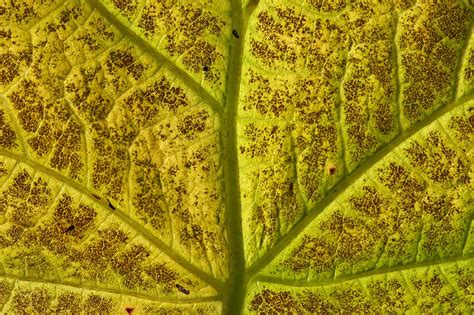 Hoja Estructura Textura Foto Gratis En Pixabay Pixabay