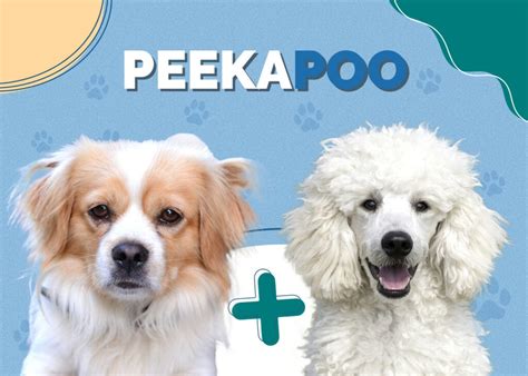 Weimardoodle Dog Breed Info Pictures Care And Traits Hepper Pet