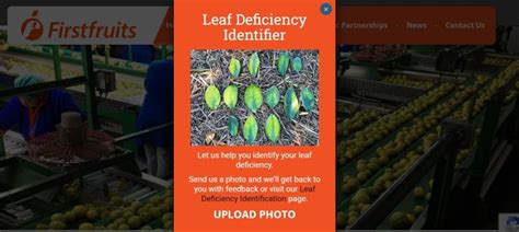 Let Firstfruits Help You Identify Leaf Deficiencies Send Us A Photo By