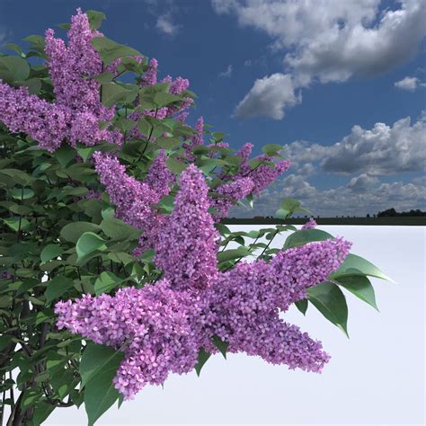 ライラックの開花（3項目） 3dモデル 20 Max Obj Free3d