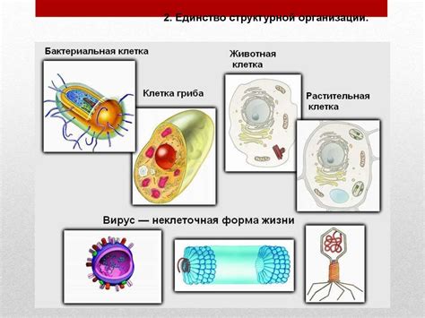 История развития биологии. Система биологических наук. (10 класс ...