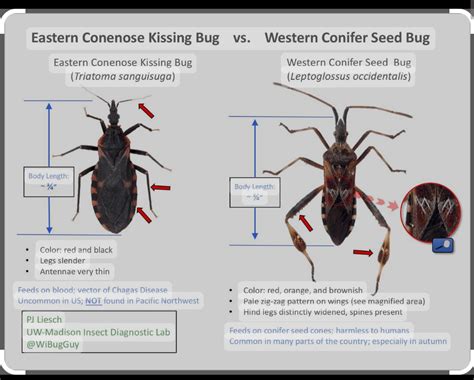 Kissing Bug Confirmation Please Rinsects