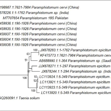 maximum likelihood tree inferred from partial fragment of 18s rrna