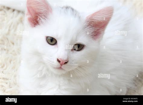 Portrait Of Three Month Old White Turkish Angora Cross With Maine Coon
