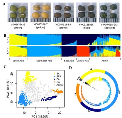 Diversity Of Worldwide Mungbean A Variation In Seed Colour B