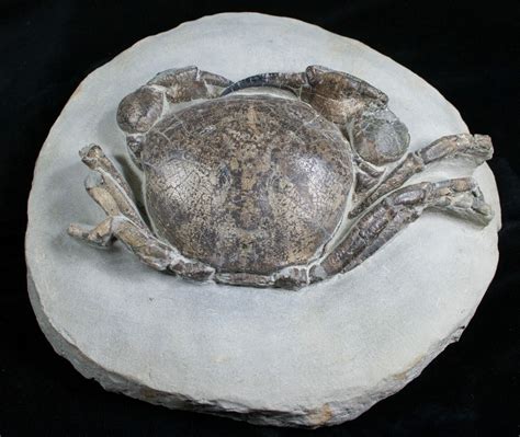 Giant Tumidocarcinus Giganteus Crab Fossil For Sale 4642