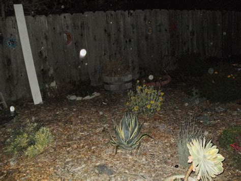 Garden Orb Unexplained Mysteries Image Gallery