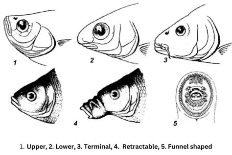 Fish Mouth Shapes Types Positions Functions Fish Article