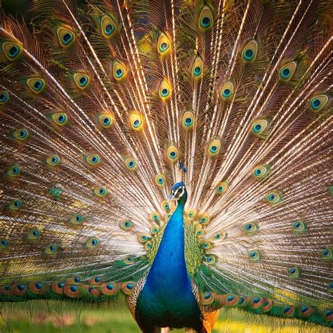 Peacock Bird Animal Ai Generated Stock Illustration Illustration Of Seduction Bird 327911821