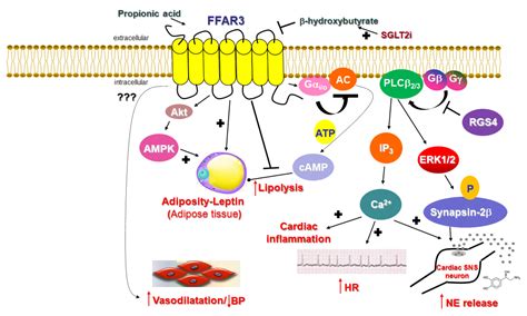 Short Chain Fatty Acid Receptors And Cardiovascular Function Encyclopedia Mdpi