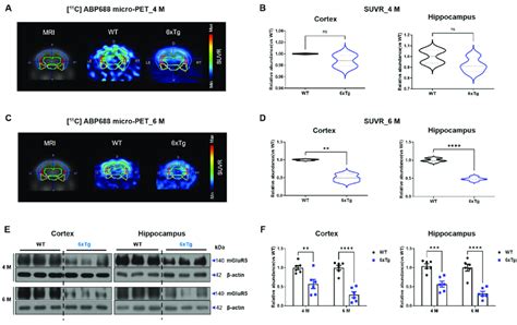 Reduction in mGluR5 density in the brains of 6xTg mice. (A,C ...
