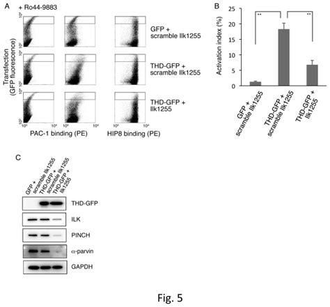 A Dot Plot Detecting Pac 1 Binding To Cotransfected Cells Inactive
