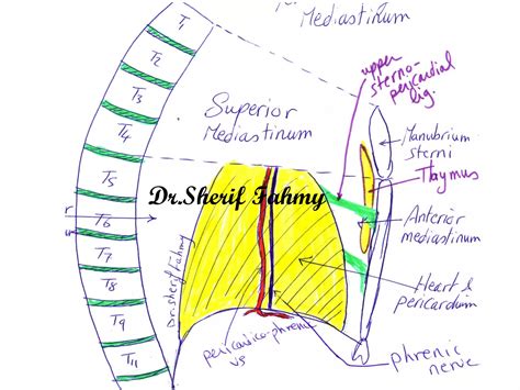 Mediastinum Anatomy Of The Thorax Ppt