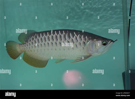 A Close Up Of Silver Arowana Fish In A Large Aquarium Concept Photo Of