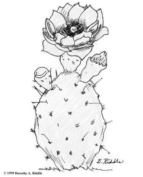 Prickly Pear Cactus Drawing At GetDrawings Free Download