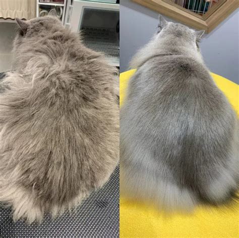 长毛猫赛级洗护 5 花瓣网