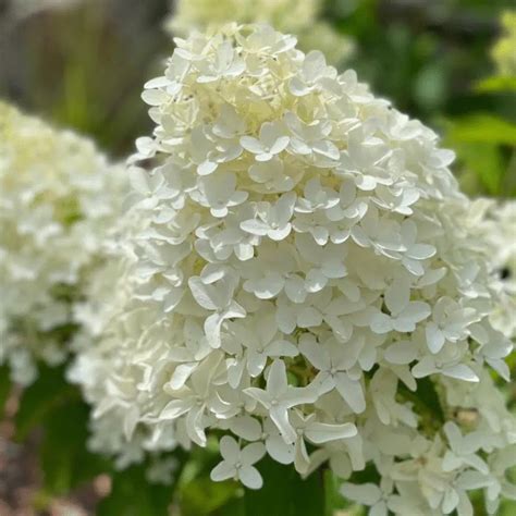 Hydrangea Paniculata Skyfall Pluimhortensia