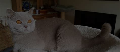 Wrighteous Home Wrighteous Brits