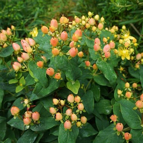 Hypericum Inodorum Magical Innocence Orbáncfű Florapont