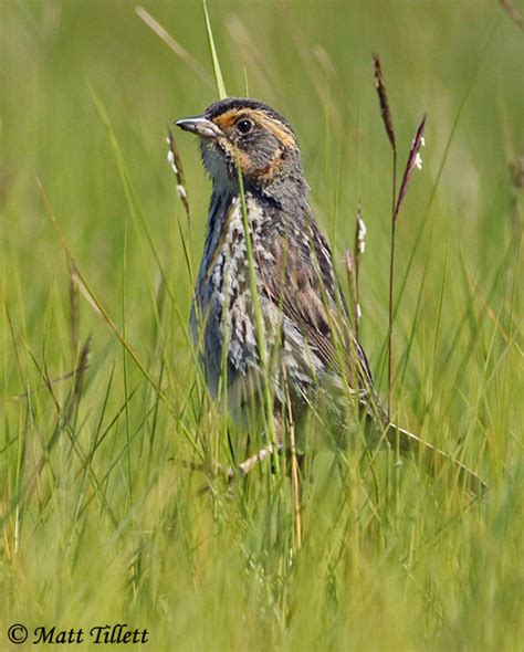 Saltmarsh Sparrow Species Information And Photos