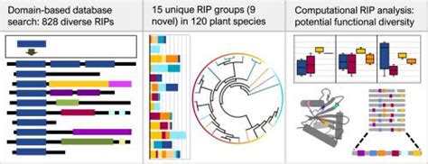 植物核糖体失活蛋白的系统发育和结构域结构 Phytochemistry X MOL