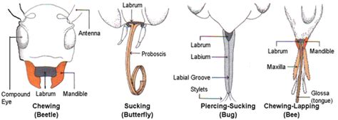Insects And Mouthparts