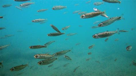 The Incredible Journey Of Sockeye Salmon Unclearer
