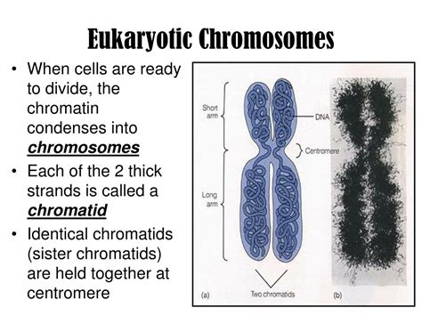 Ppt Understanding Cell Growth And Division Mitosis Explained