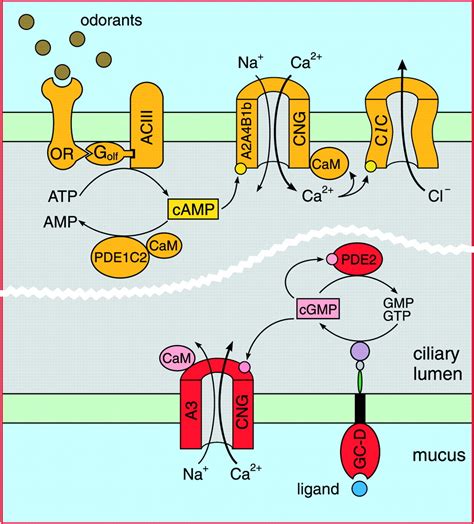 Cyclic Nucleotide Signaling Pathway