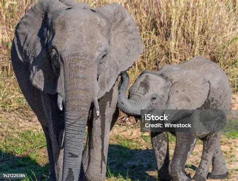 국립 공원의 낮에 잔디밭에서 걷는 어머니와 아기 코끼리의 아름다운 샷 0명에 대한 스톡 사진 및 기타 이미지 0명 귀 부분 귀여운 Istock