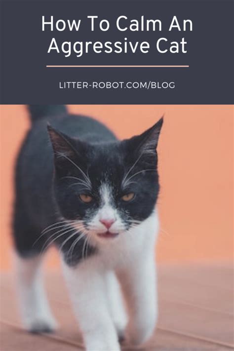 How To Calm An Aggressive Cat 6 Easy Tips Litter Robot
