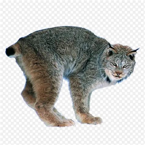 Png Png