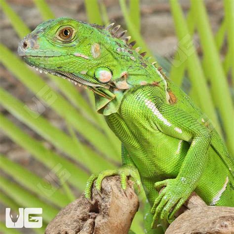 Yearling Green Iguanas Iguana Iguana For Sale Underground Reptiles