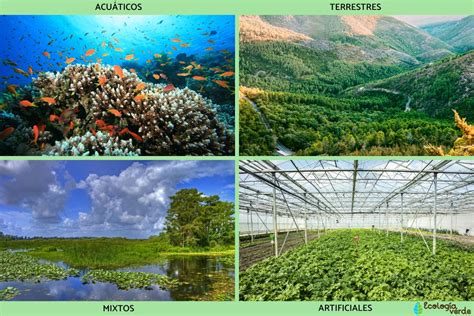 Diversidad De Ecosistemas Que Es Y Ejemplos En Ecosistemas Images The