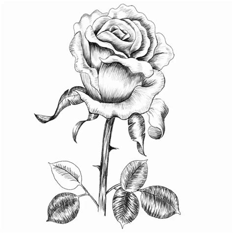 Descubrir 78 Dibujos Para Dibujar Una Rosa Mejor Vn