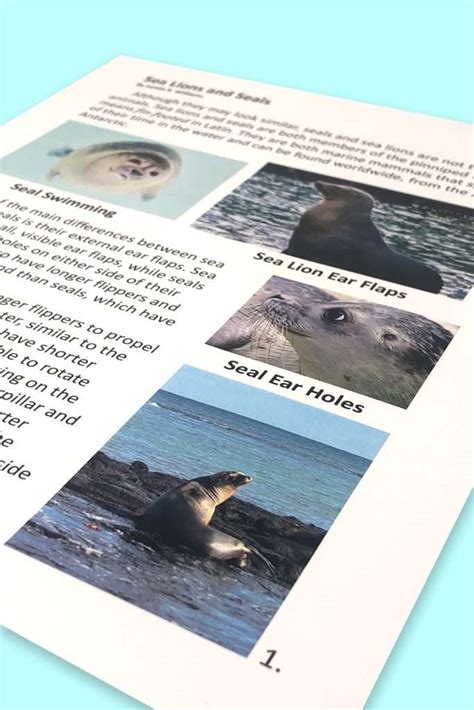 Taxonomy Of Mammals Seal