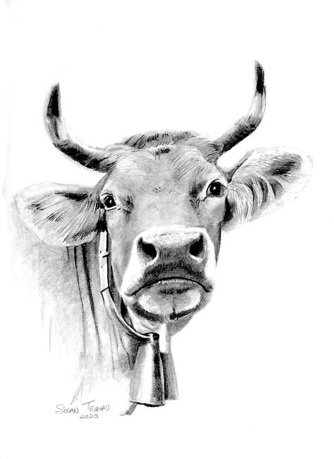 Realistic Cow Drawing