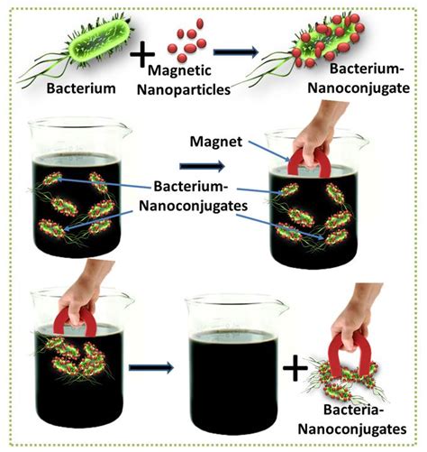 Scheme Showing The Magnetic Nanoparticle Based Separation Of Bacteria Download Scientific